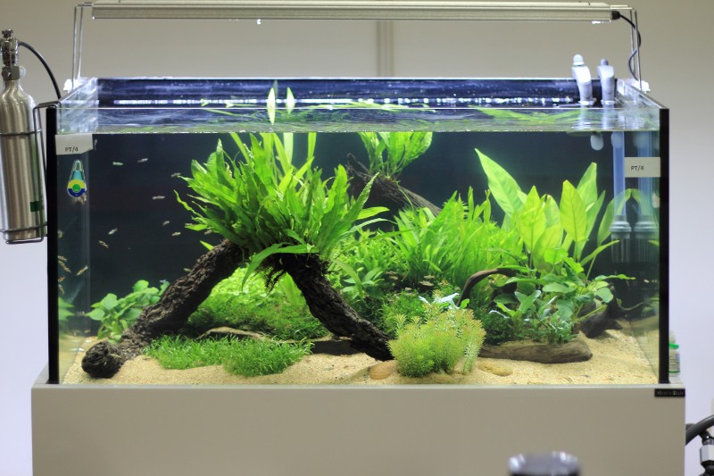 Aquatic Art: Aquarama 2013 Planted Tank Competition