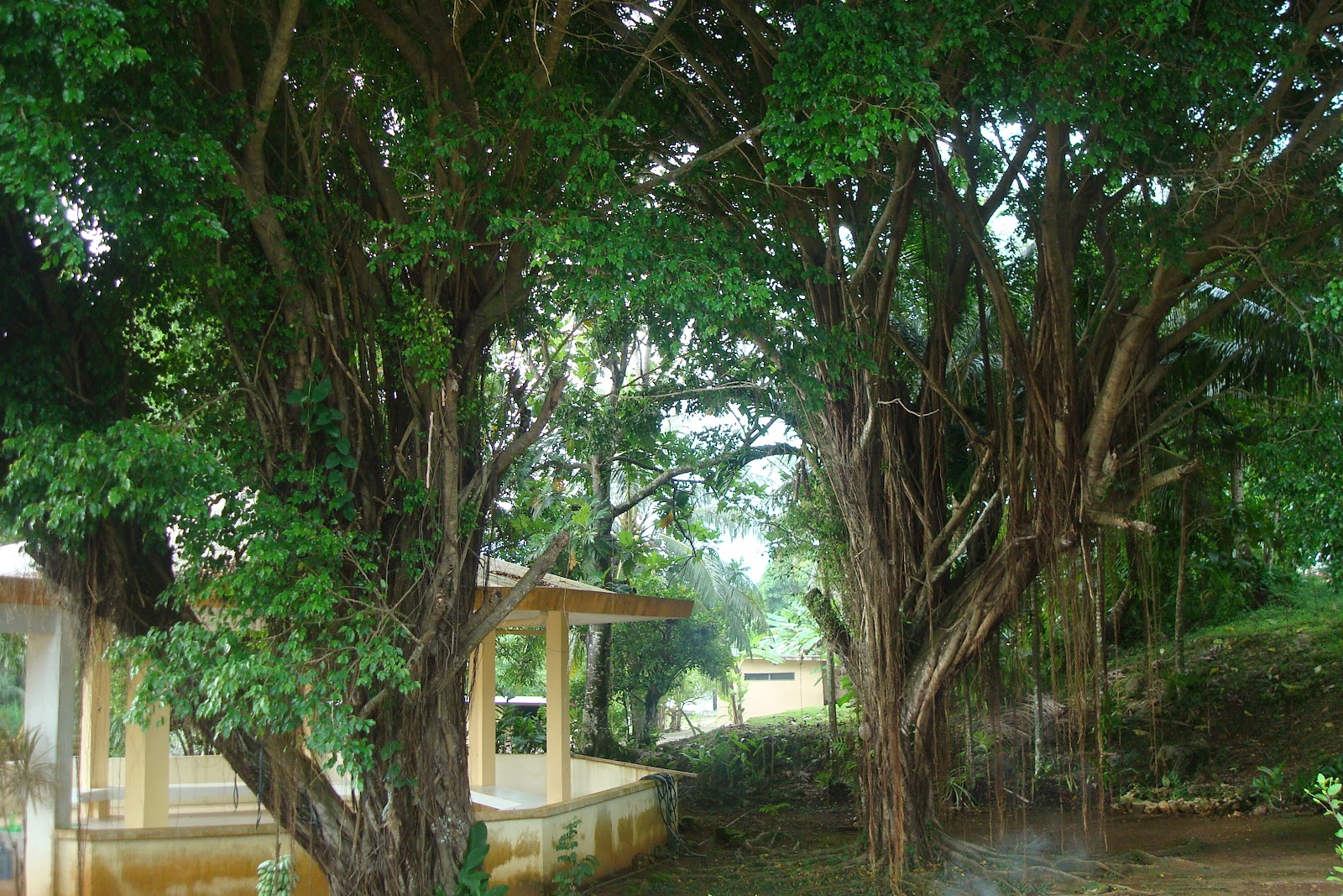 paleric: THEY PLANTED TRONGKON NUNU