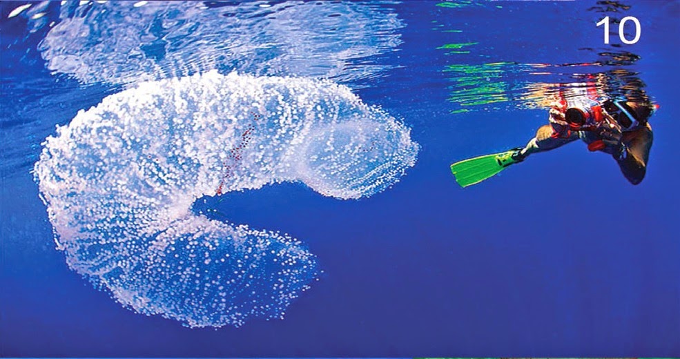 Sciency Thoughts: Egg masses of the Diamond-shaped Squid in the Canary ...