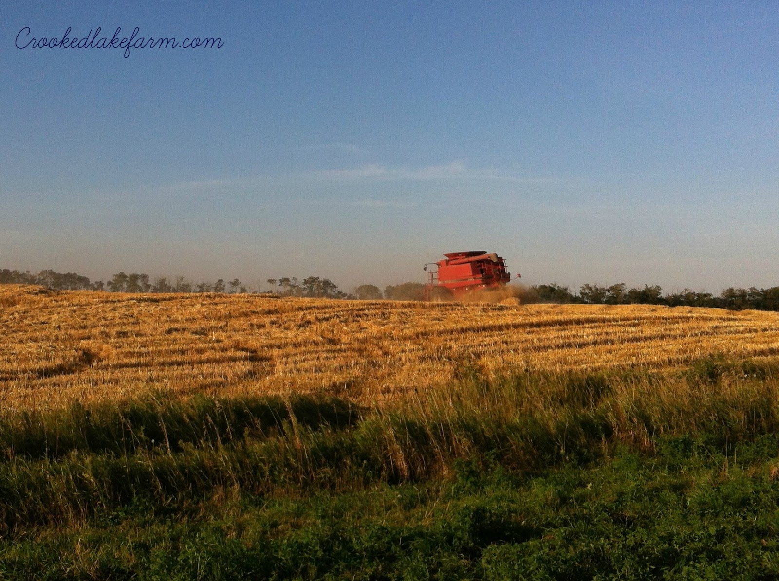 Harvest in Pictures Day 6 | Crooked Lake Farm