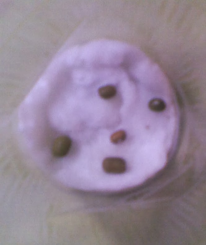 Laporan Praktikum Biologi Etiolasi | Zevalova