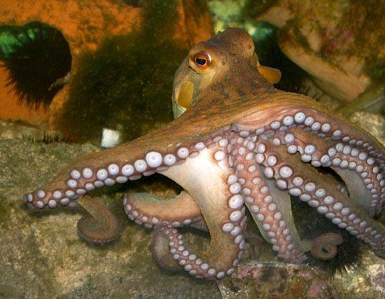 http://www.fish-journal.com/2011/07/octopus.html