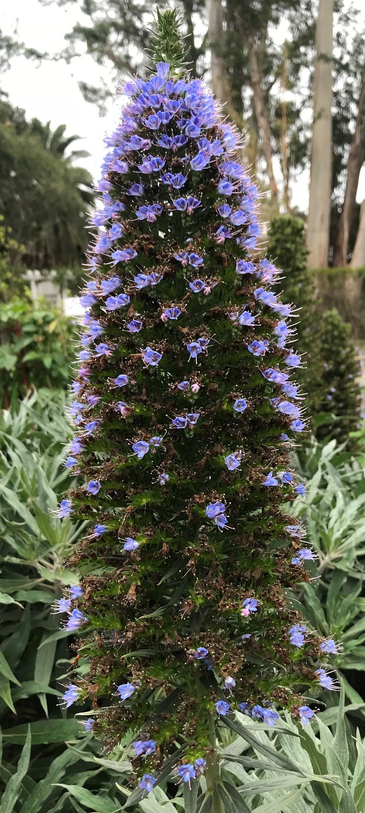 On Discovering A Garden: Gopher Resistant Plants