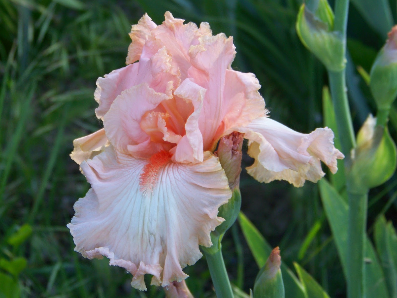 World of Irises: TALL BEARDED IRIS, MY FAVORITE PINKS, PART ONE