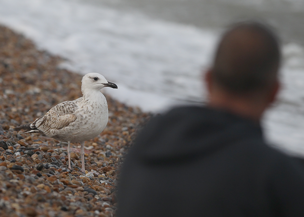 Richard Smith - Birdwatching Days Out: CASPIAN GULL, 1st winter at ...