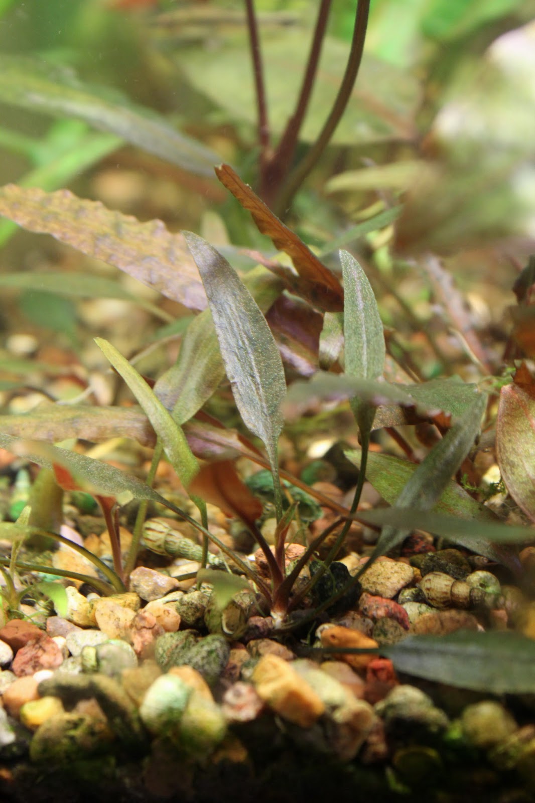 Криптокорины в России : Cryptocoryne walkeri Schott