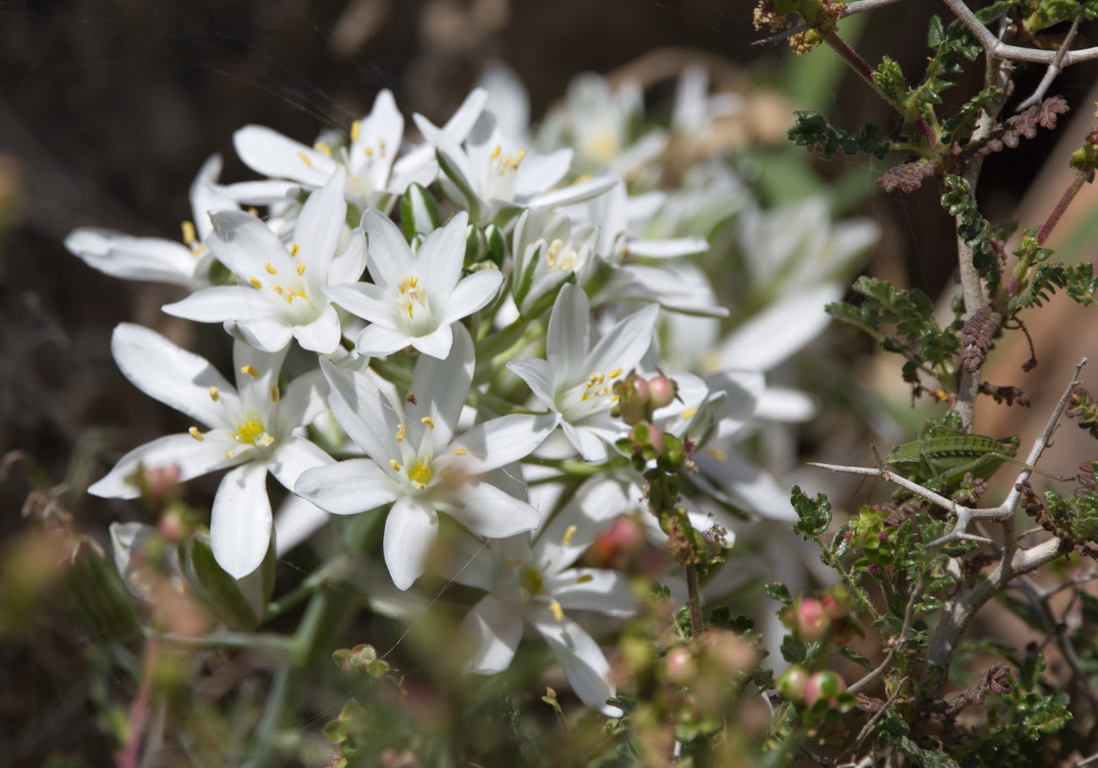Dominic's Field Photos: Har Amasa flowers