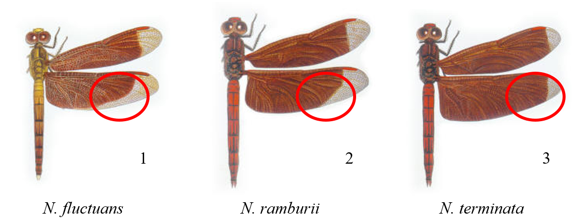 Cara Identifikasi Capung Genus Neurothemis - Generasi Biologi