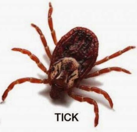 Pest Control