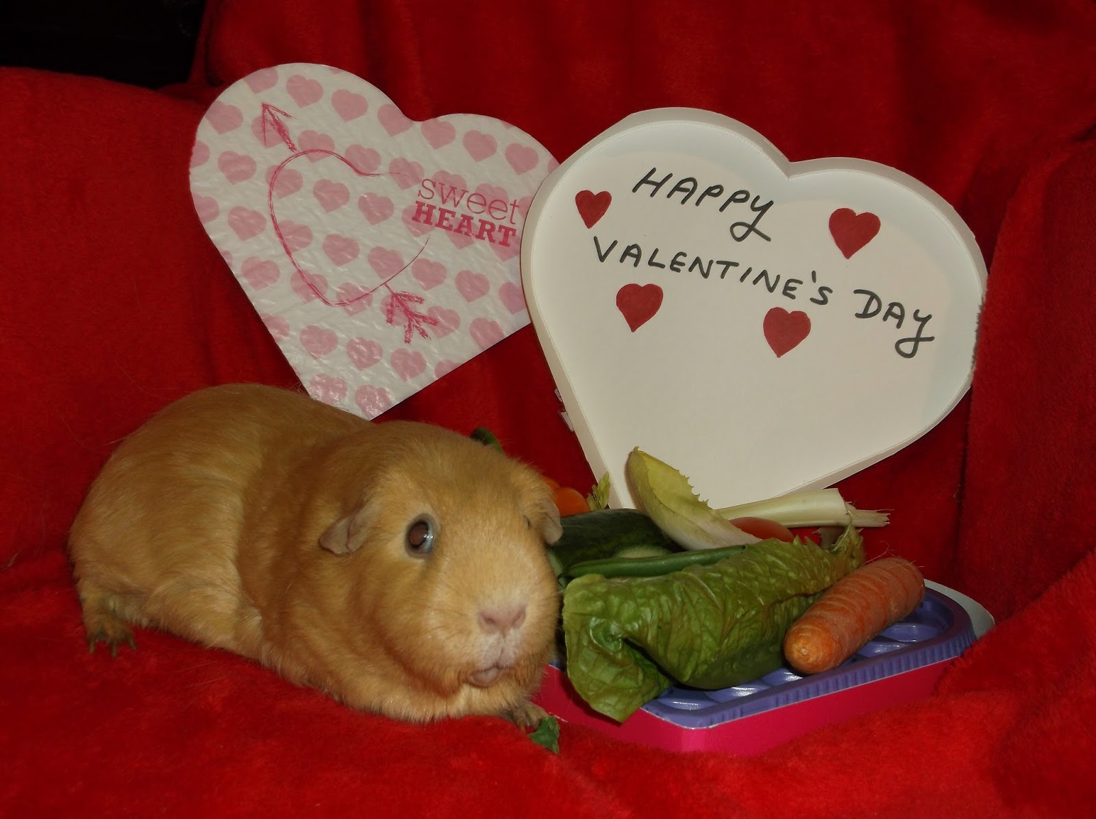 Undercover Guinea Pigs: Happy Valentine's Day