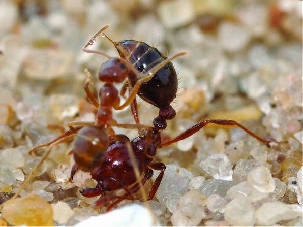 The Charge of the Crazy Ant: Chemical Warfare Between Invading Species ...