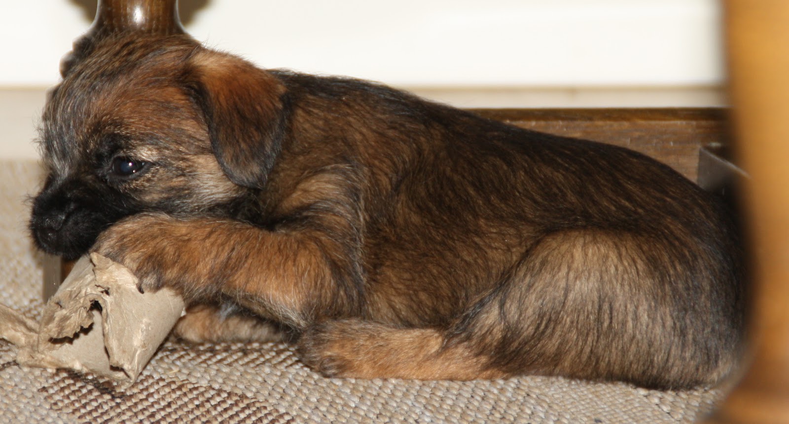 TOJTAS KENNEL: BORDER TERRIER VALPAR 7 VECKOR