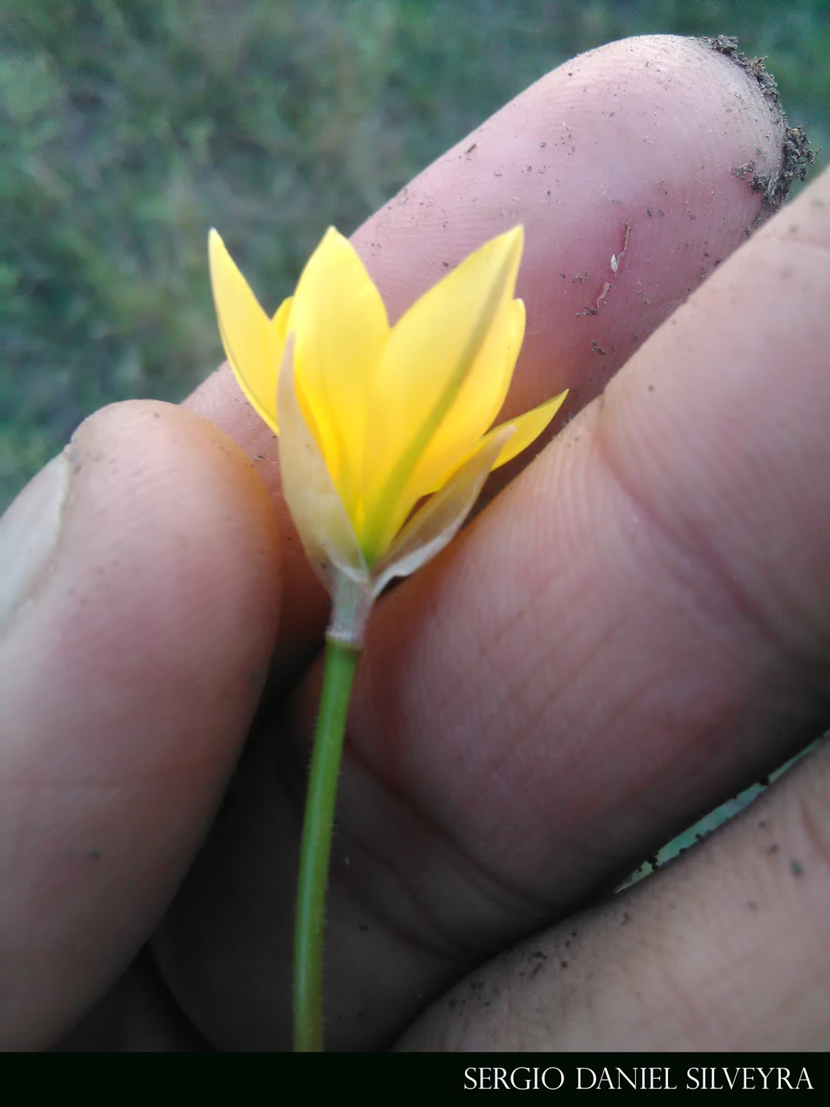 Flora Nativa de Entre Rios