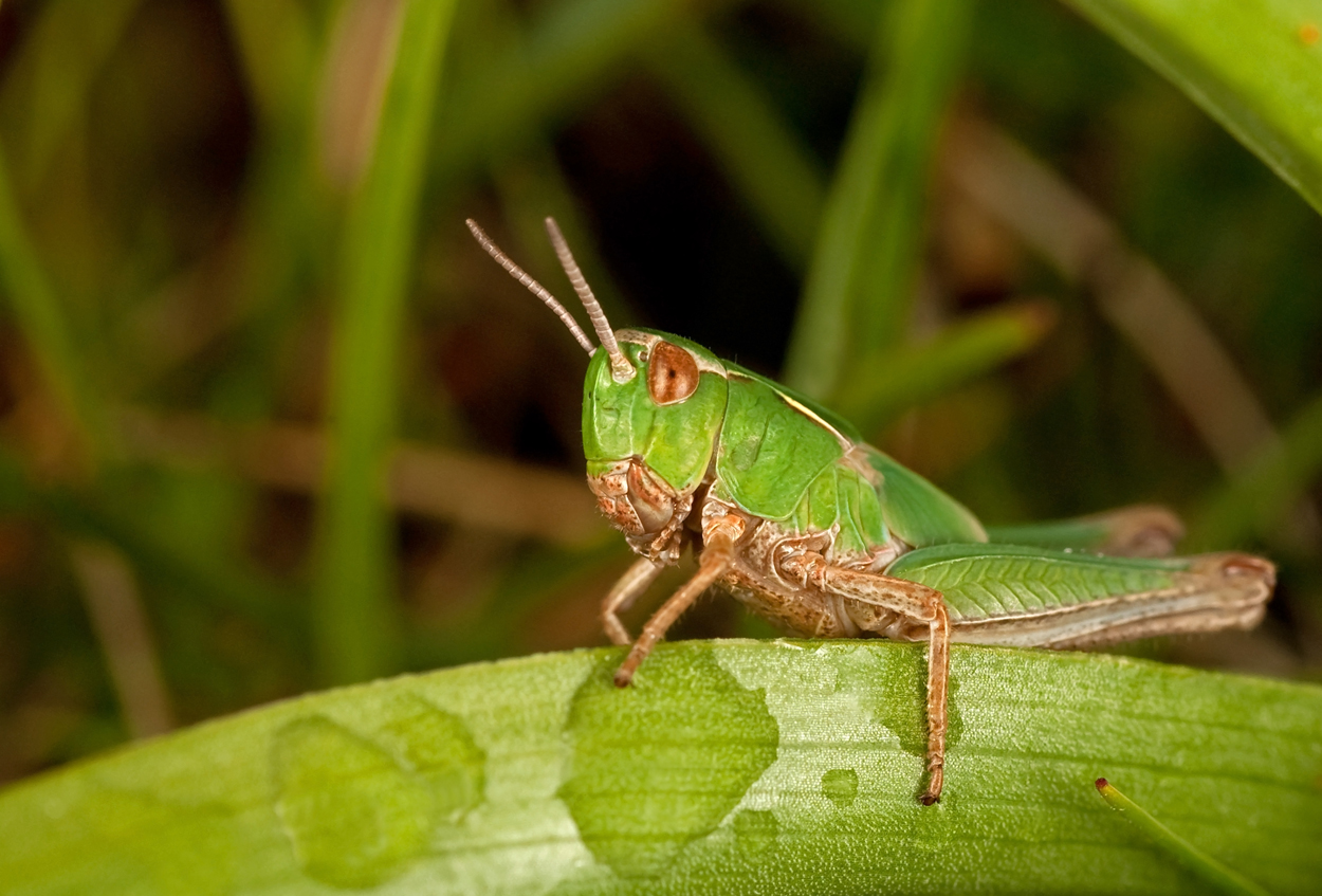 Irish Wildlife Photography: Common Green Grasshopper