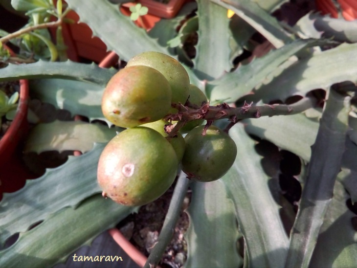 Всё о бегониях и не только...: Ломатофиллум лимонный / Алоэ лимонное ...