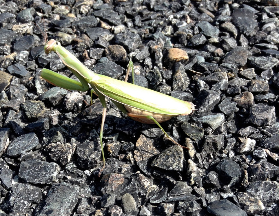 Rusty Ring: WW: Meditating mantis