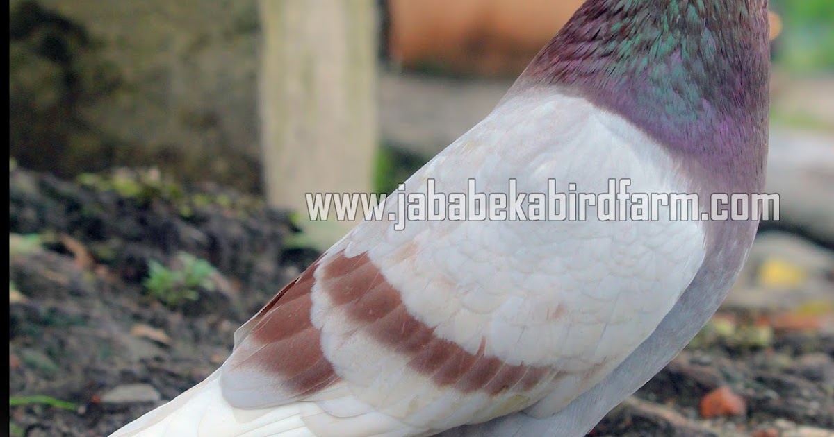 Beberapa Tipikal Pemain Bermain Merpati Kolong