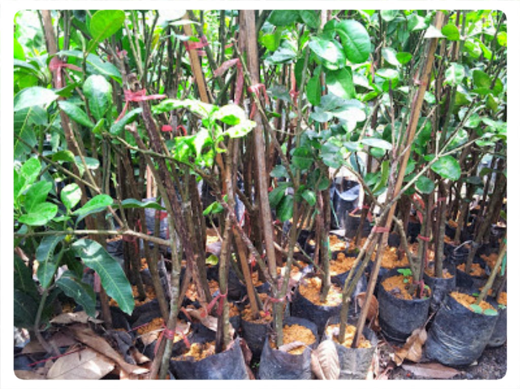 Cita Tani Nursery (NS0154959-D): Benih Limau Bali Siam Isi Merah