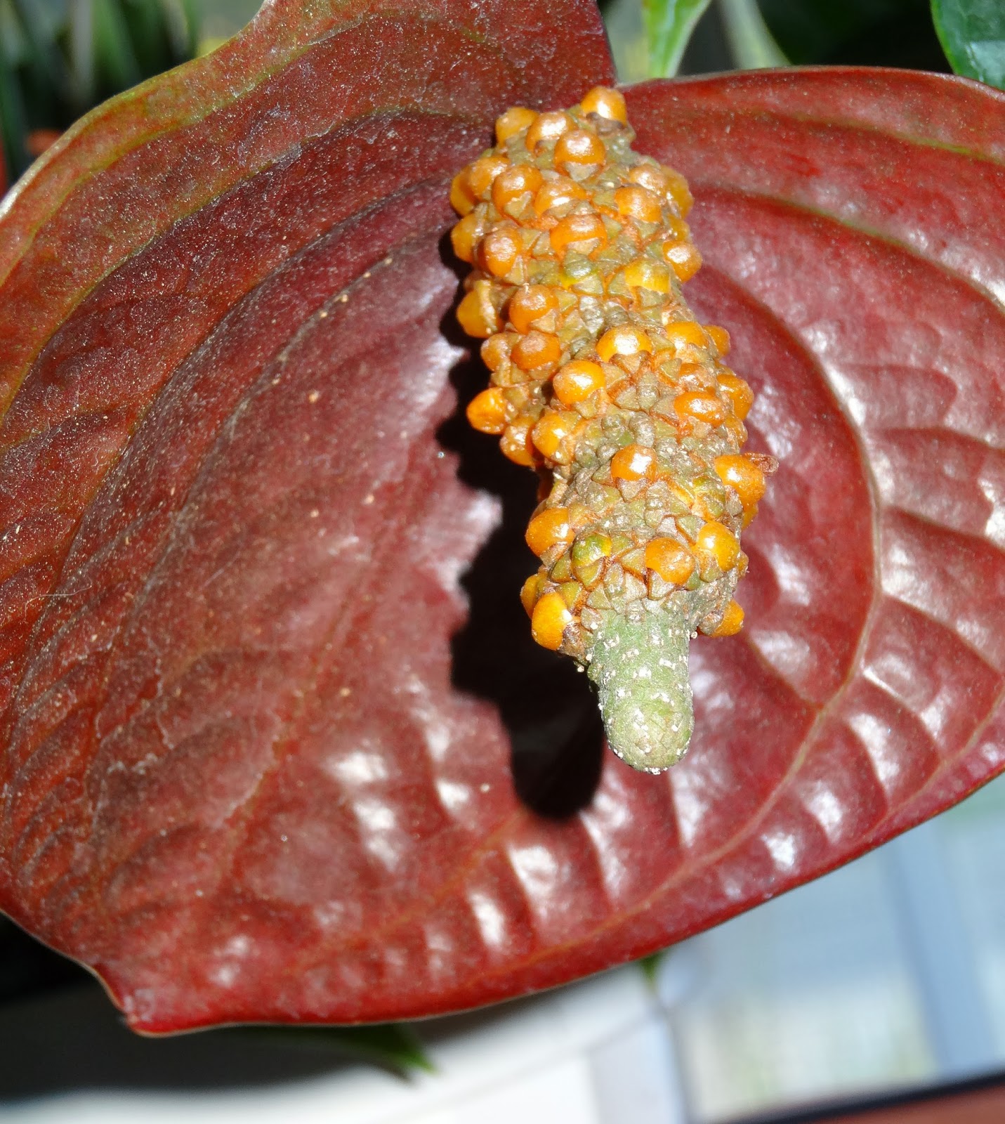 Garden on the Edge: September 2013