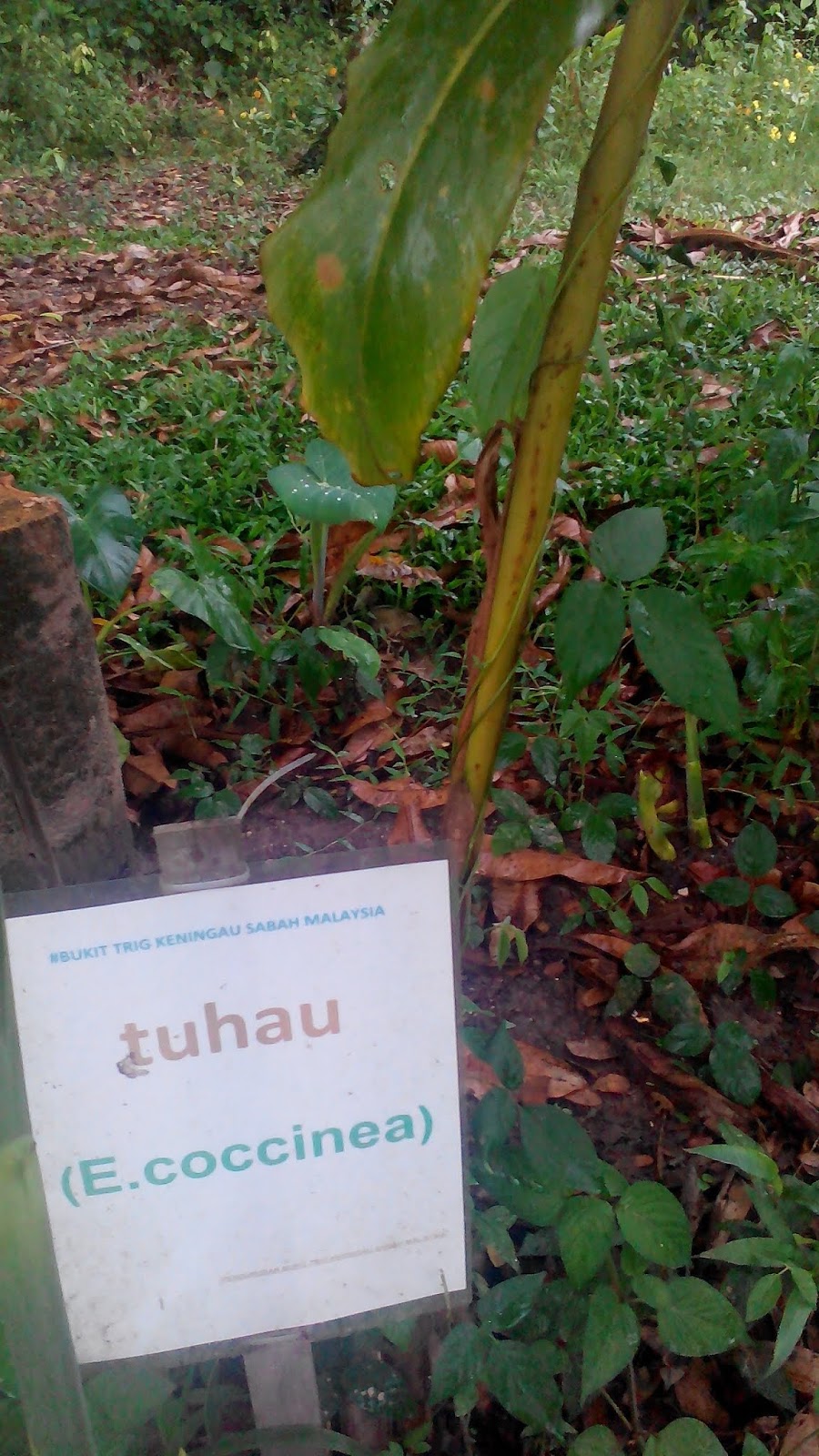 Izymade Borneo: PERBEZAAN ANTARA POKOK KANTAN DAN POKOK TUHAU