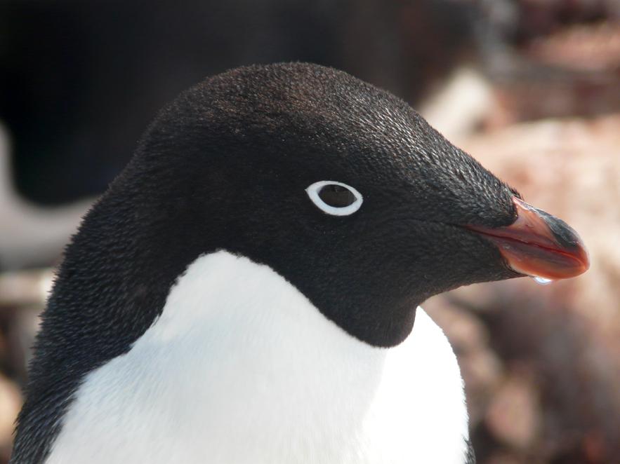 كون المعرفة: بطريق آديلي Pygoscelis Adeliae