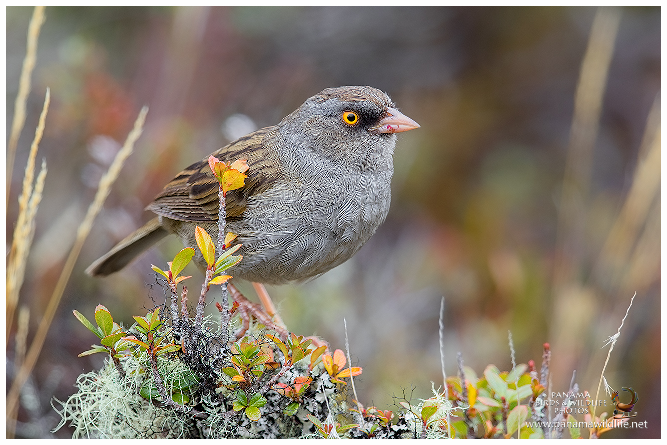 Wildlife photos from Panama's tallest mountain, Pt. 1 - Featured ...