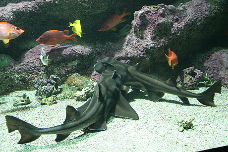 View Elasmobranchii -Sharks, Skates, and Rays | DAILY NEWS