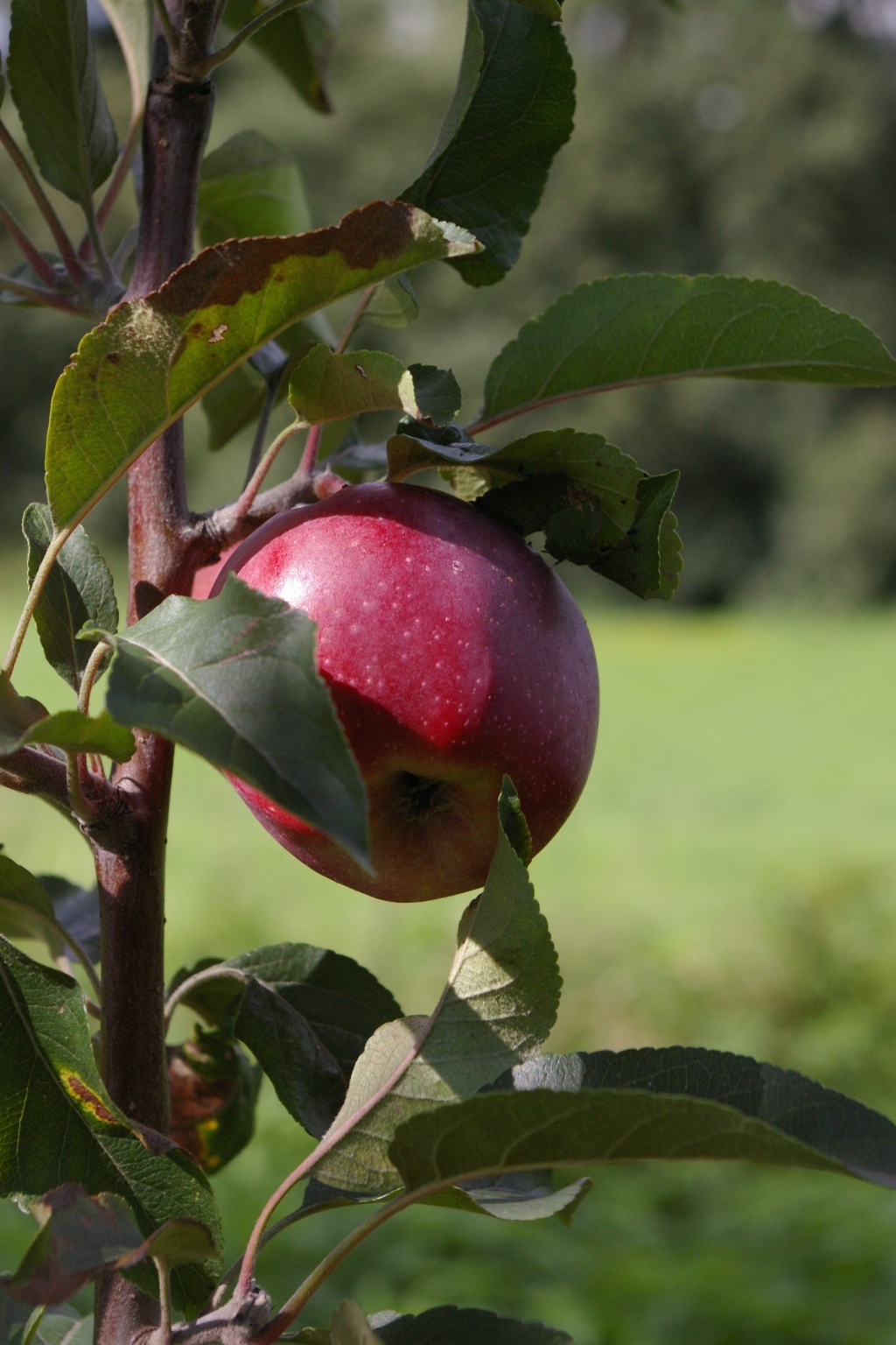 landschick: Der Apfel