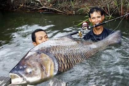 World Largest Carp - Amazing Images Gallery