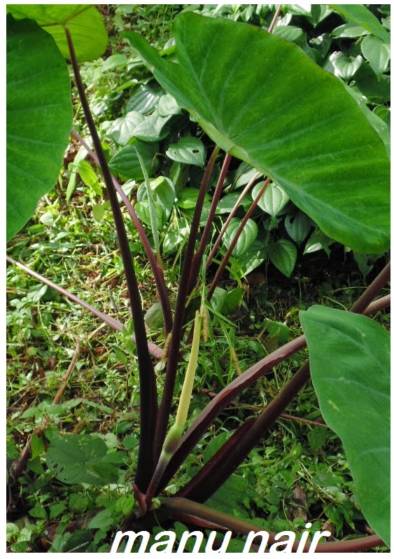 papanasini: CHEMBU ( ചേമ്പ് )