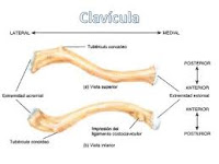 clavícula