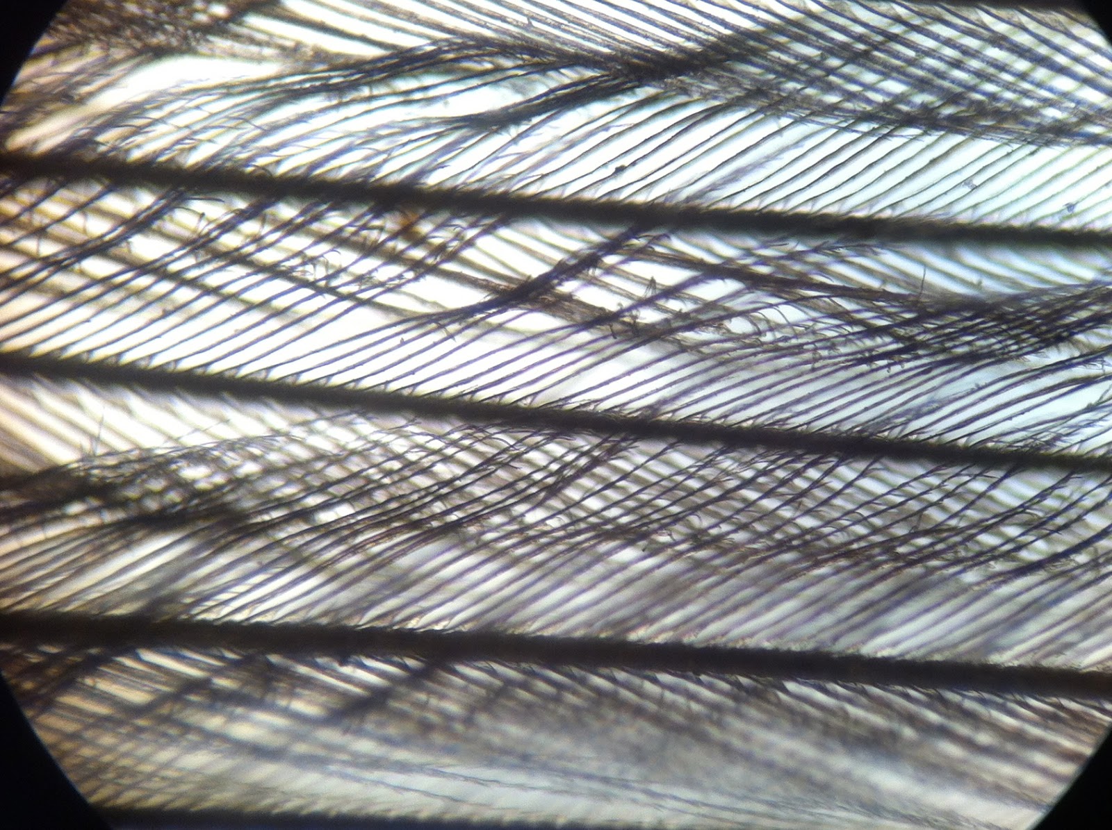 Nicci Guest : Fun with a microscope