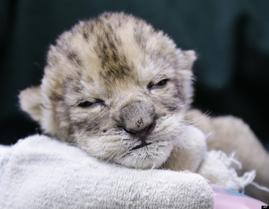 White Wolf : Nebraska Lion Cubs Born At Omaha's Henry Doorly Zoo ...