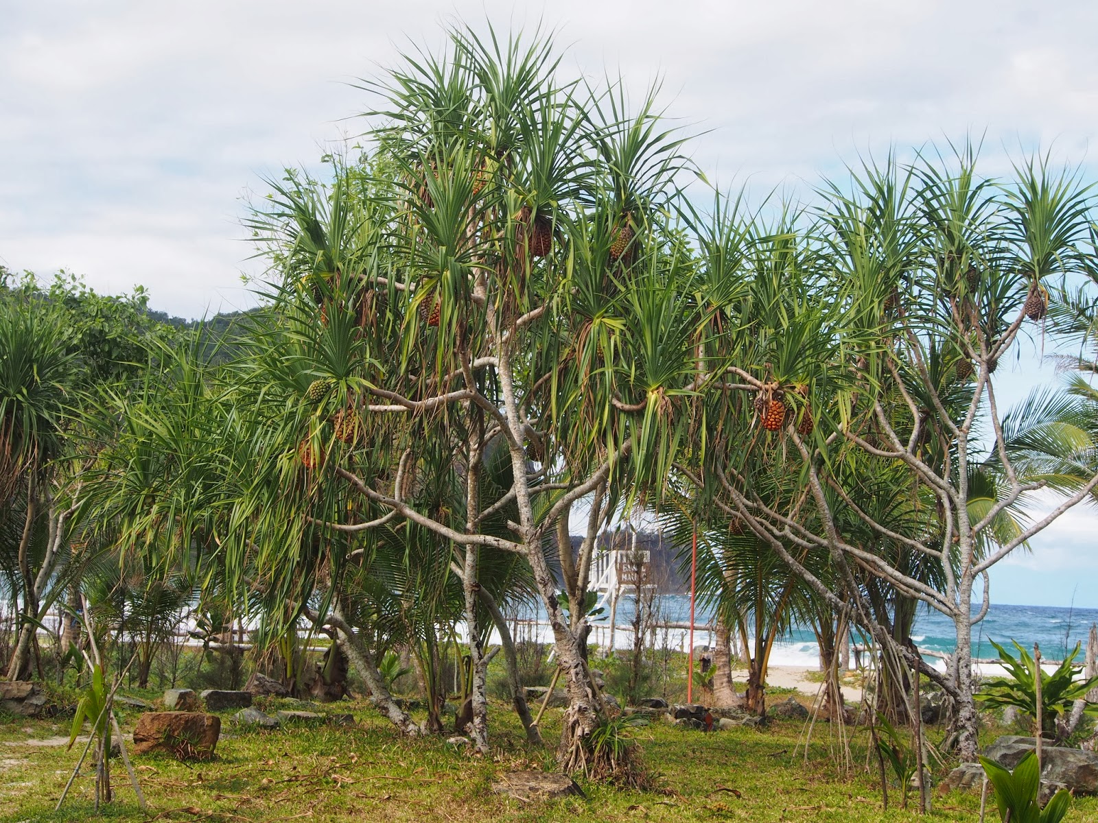 Splash of Yellow: What to see in Baler
