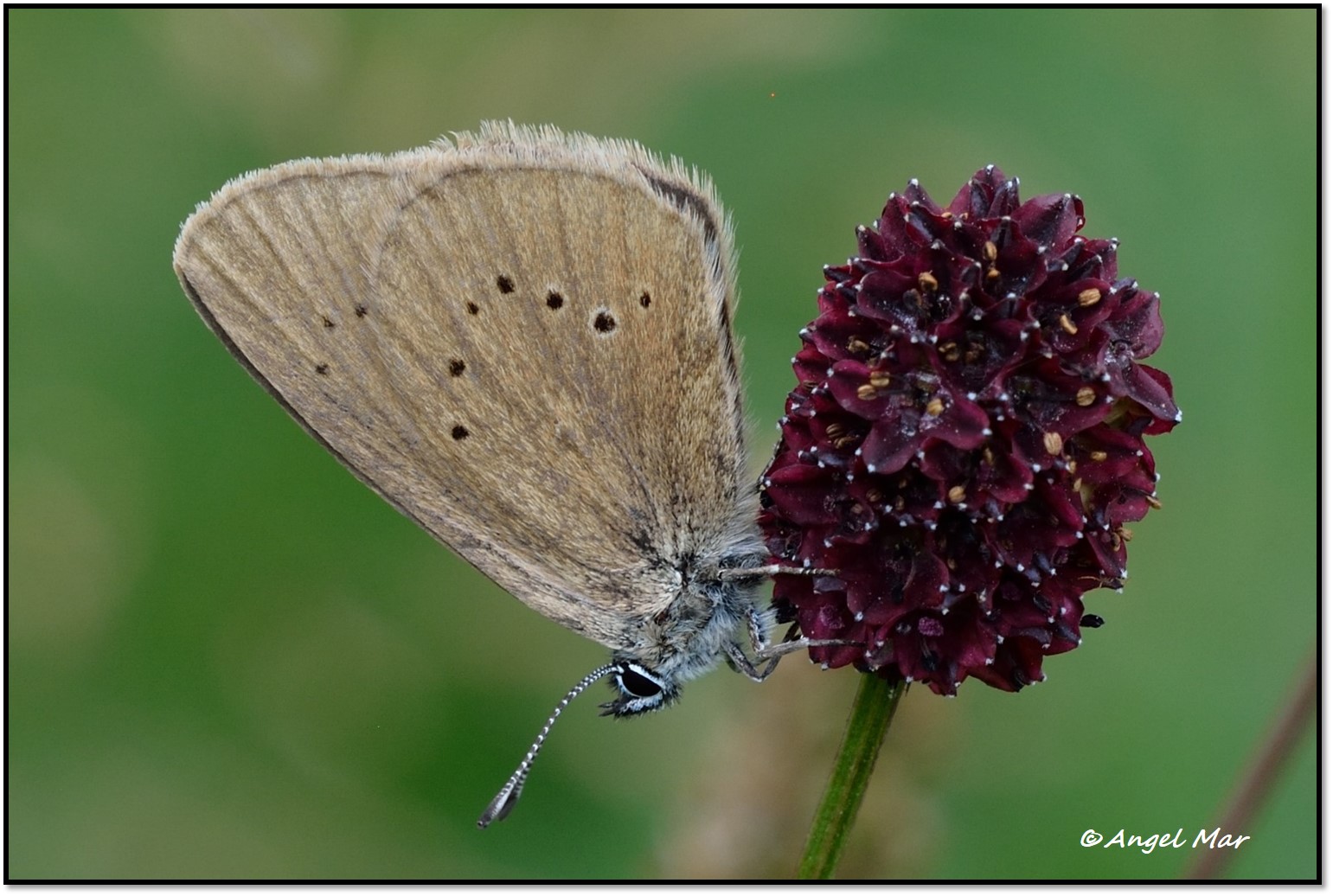 Butterflies and Dragonflies: Phengaris nausithous - Maculinea ...