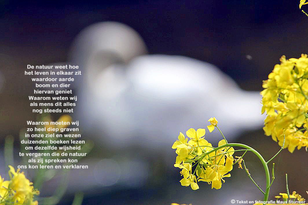 Gedichten en Gedachten