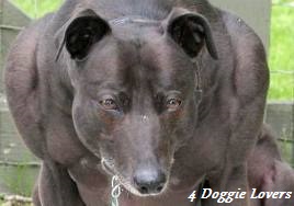 Anjing Whippet Yang Mempunyai Double Muscle!! | 4 Doggie Lovers