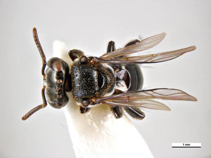 Identifikasi Spesies: Trigona Carbonaria - Trigonas Farmer