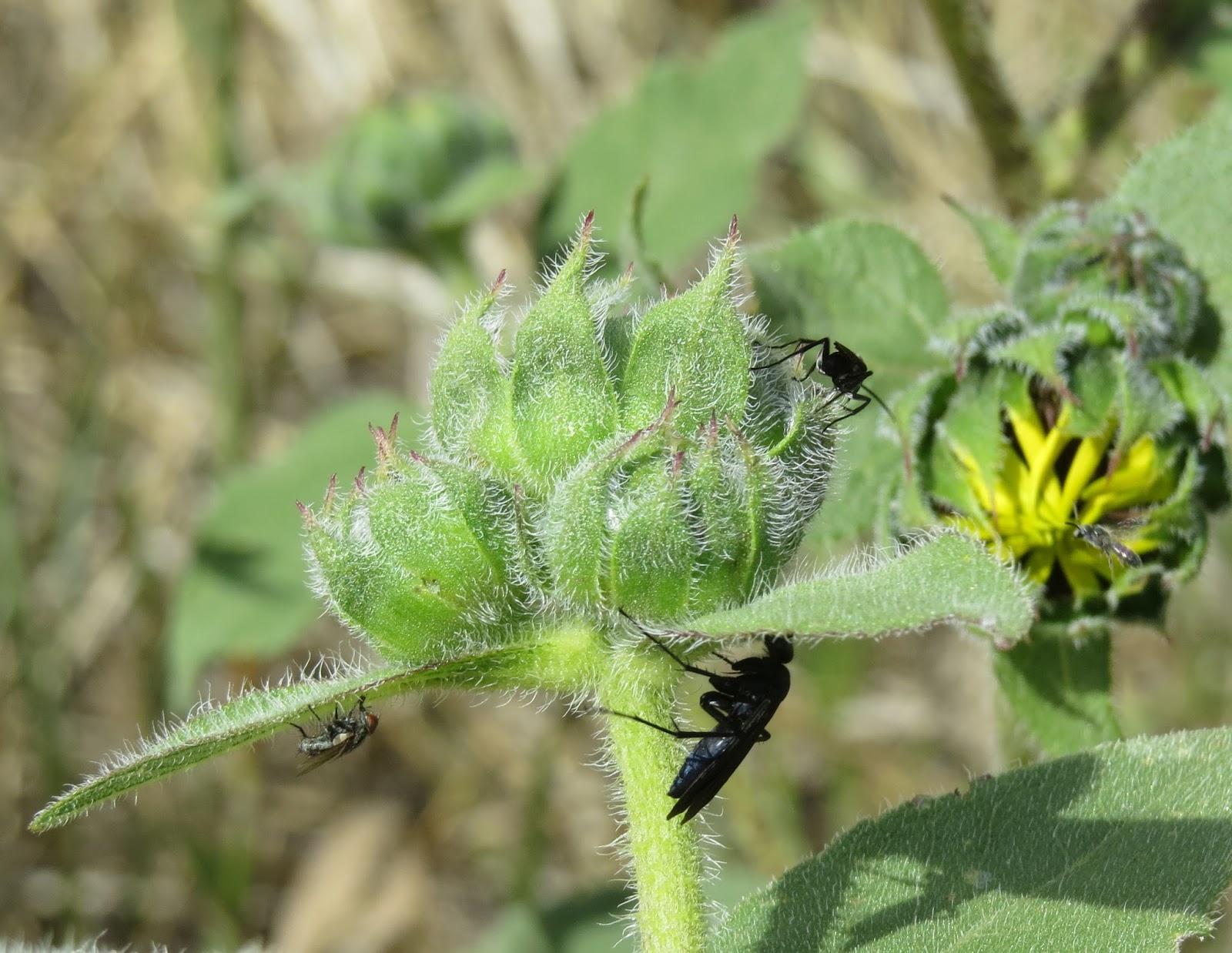 Bug Eric: Sunflower Extravaganza