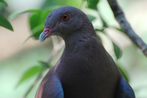 PLAAN : Paloma Peruana - Patagioenas oenops