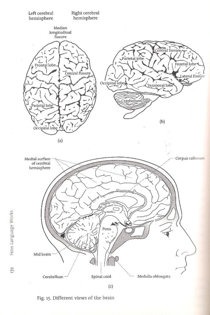 Azufish: Notes on Language and Brain