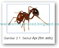 Semut dan Rayap Serta Pengendaliannya – Jati.id