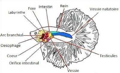 Le Blog du Poisson Combattant: Anatomie du poisson Combattant