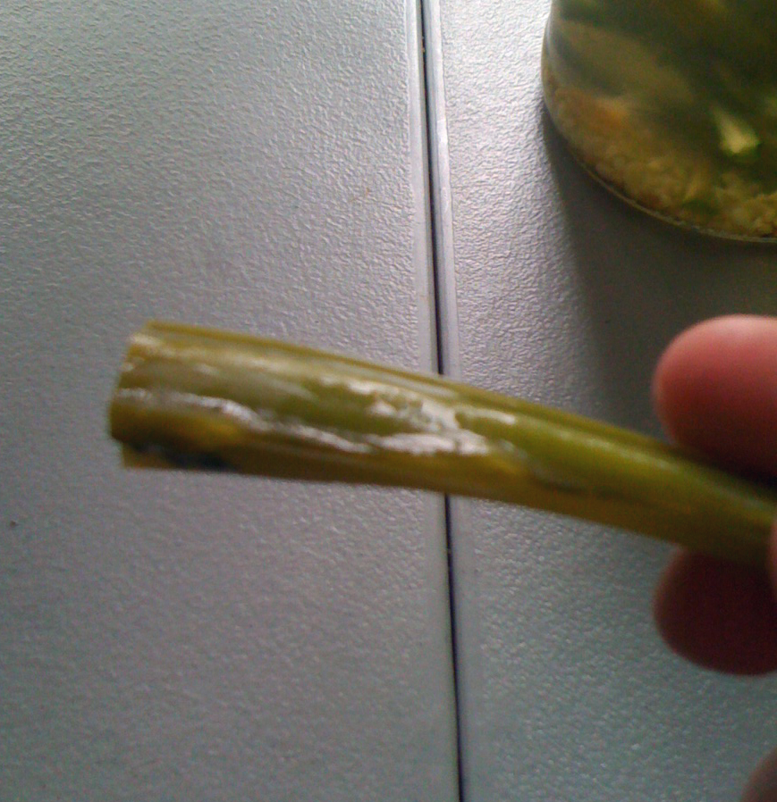 George Can Cook: Pickled Collard Green Stems Work!