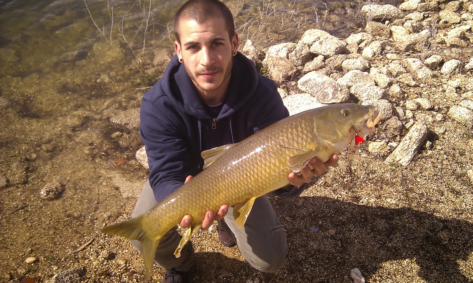 Forest Forestal: Barbo común