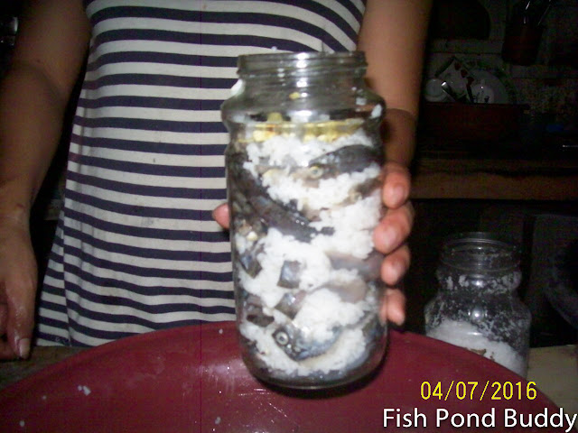 Fish Pond Buddy: How to Make Fermented Rice-Fish Mix ("Buro") at the ...