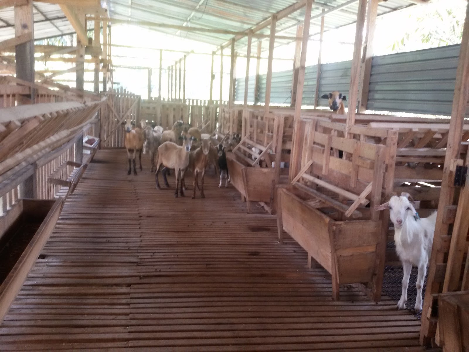 ...yang ingin kukongsi...: Sri Aman 4D3N: kambing comel itu...