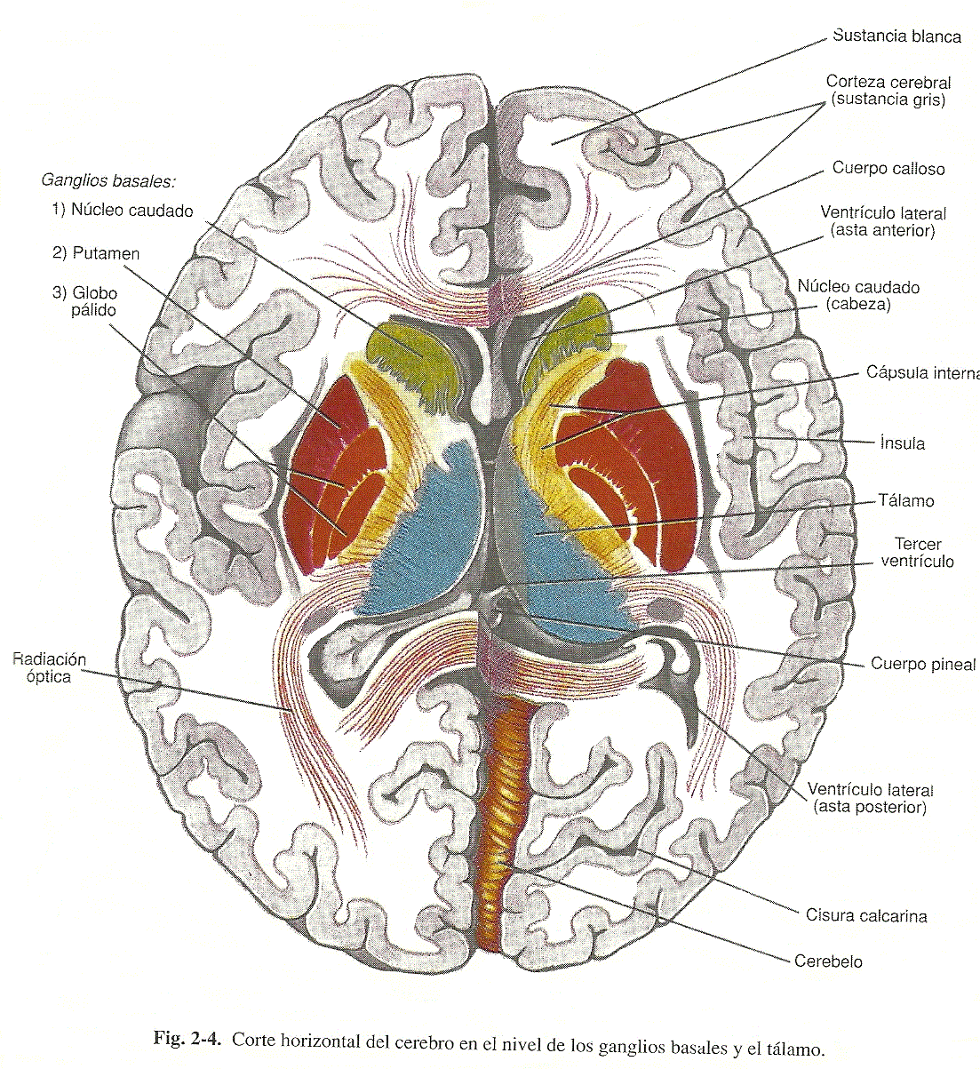 PSICOFISIOLOGÍA: GALERIA DE IMÁGENES