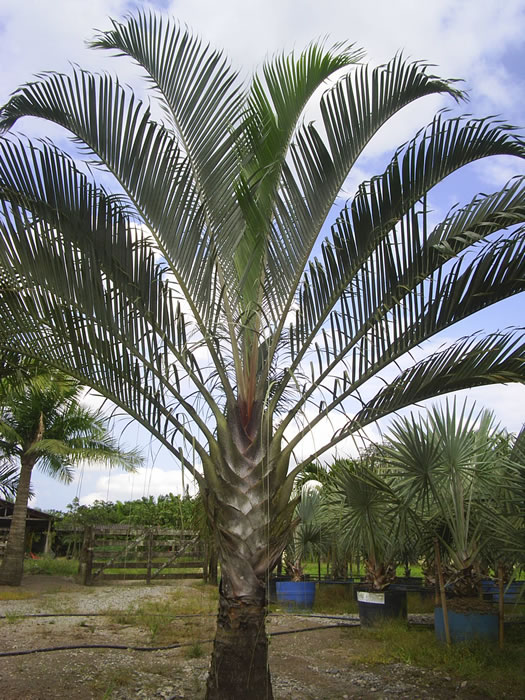 Estações: DICA DO DIA - PALMEIRA TRIANGULAR