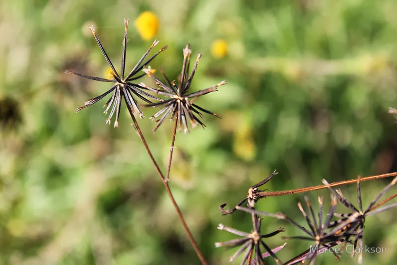 Gardening in Africa: The beauty of weeds